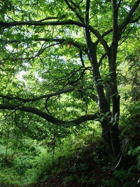 Jilling Estate - Photos - landscapes, flora, fauna